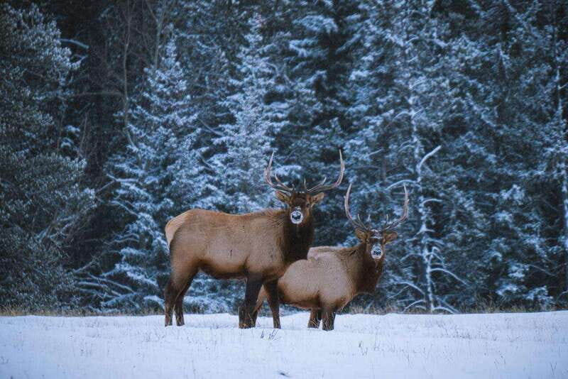 Banff: Winter Wilderness Walk with Wildlife Tracking - 2hrs - Practical Details and Value