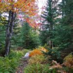 Bar Harbor: Acadia National Park Autumn Leaf Private Tour - An In-Depth Look at the Acadia Autumn Leaf Private Tour