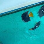 Basic Marietas Islands Tour Snorkeling Playa Nopalera and more - Who This Tour Is Best For