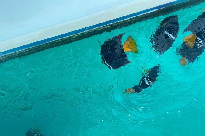 Basic Marietas Islands Tour Snorkeling Playa Nopalera and more - Who This Tour Is Best For