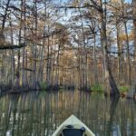 Baton Rouge: Kayak Tour Through the Historic Atchafalaya - Wildlife and Landscape: What You Might See