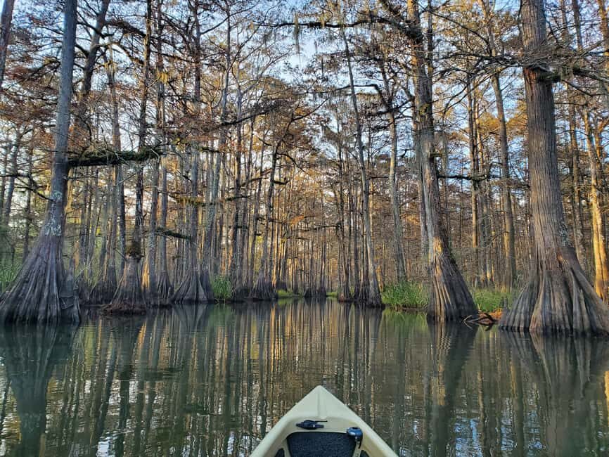 Baton Rouge: Kayak Tour Through the Historic Atchafalaya - Wildlife and Landscape: What You Might See
