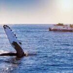 Bay trip and the Arch of Cabo San Lucas - What to Expect on the Tour