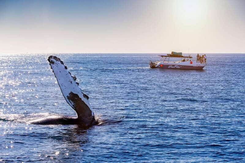 Bay trip and the Arch of Cabo San Lucas - What to Expect on the Tour