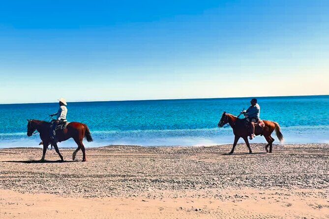 Beach and Desert Scenic Horseback Ride in Baja California Sur - The Horses and Guides: Comfort, Safety, and Local Knowledge