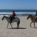 .Beach Horse Riding Turtle Release Crocodile Farm Experience - Who Will Love This Tour?