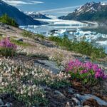 Bear Glacier Helicopter Tour with Landing - The Itinerary in Detail
