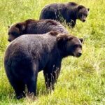 Bears & Beers Tasting Tour out of Anchorage - The Experience & What Travelers Say