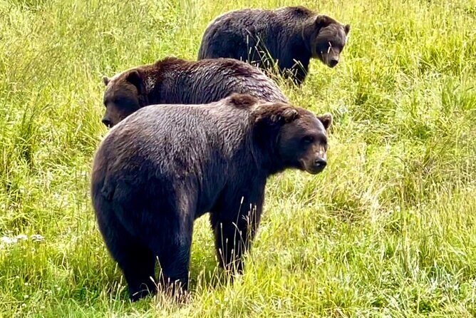 Bears & Beers Tasting Tour out of Anchorage - The Experience & What Travelers Say