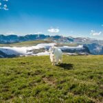 Beartooth Highway Small Group Tour with Wildlife Guide - What’s Included & What’s Not