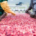 Become A Cranberry Bogger for a Day Experience - Final Thoughts: Is This Tour Worth It?