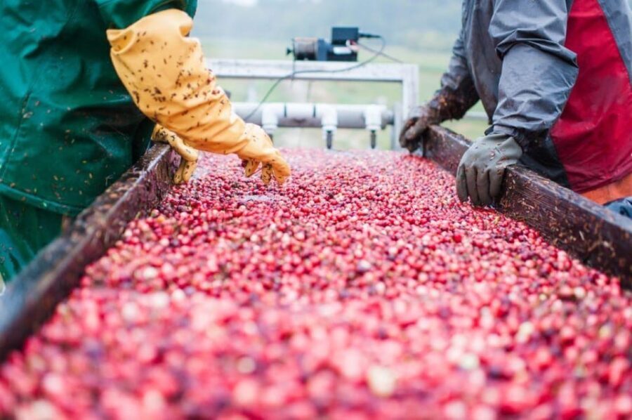 Become A Cranberry Bogger for a Day Experience - Final Thoughts: Is This Tour Worth It?