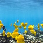 Best Coral Reef Snorkel Tour in Kona - Protected Marine Sanctuary - Exploring Kealakekua Bay: An Underwater Wonderland