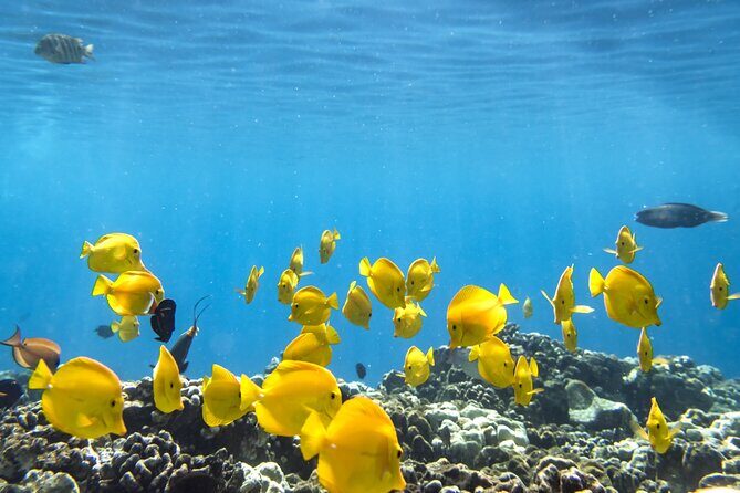 Best Coral Reef Snorkel Tour in Kona - Protected Marine Sanctuary - Exploring Kealakekua Bay: An Underwater Wonderland