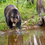 Best of Kananaskis PRIVATE SAFARI Tour + Custom Nature Walk - Final Thoughts
