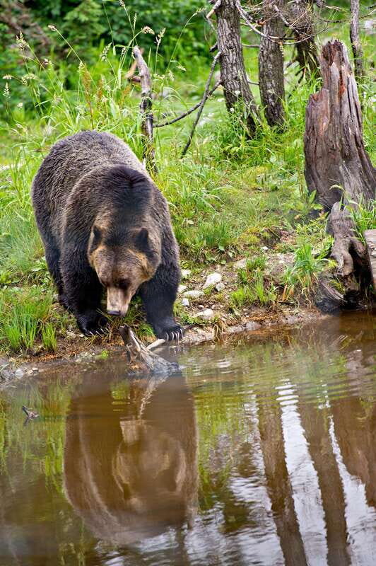 Best of Kananaskis PRIVATE SAFARI Tour + Custom Nature Walk - Final Thoughts