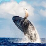 Best Waikiki Whale Watching in Honolulu: Whales Guaranteed - The Real Experiences from Past Travelers
