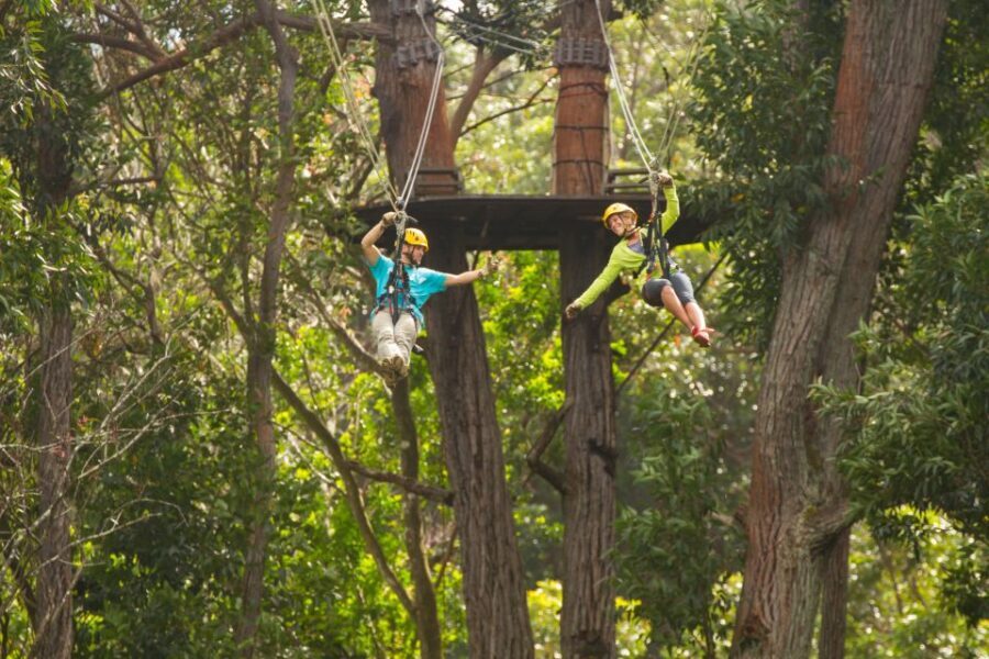 Big Island: 3-Hour Kohala Canopy Zipline Adventure - What Makes This Tour Stand Out?