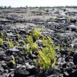Big Island Hawaii Volcano Day tour from Oahu and Hotel PU - The Heart of the Volcanoes National Park