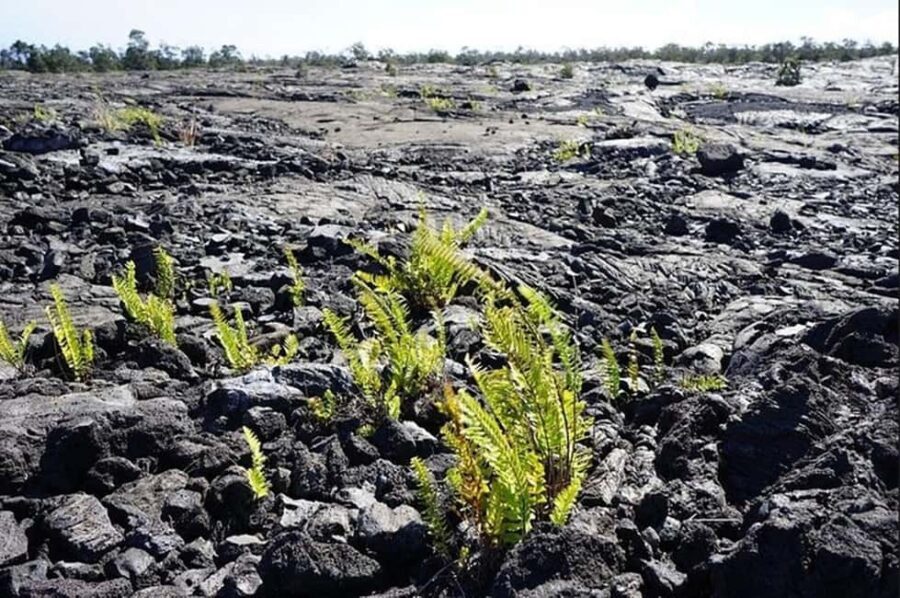 Big Island Hawaii Volcano Day tour from Oahu and Hotel PU - The Heart of the Volcanoes National Park