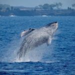 Big Island: Kona Super Raft Whale Watch - Final Thoughts: Who’s It Best For?