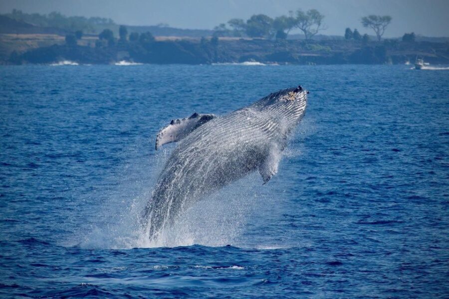 Big Island: Kona Super Raft Whale Watch - Final Thoughts: Who’s It Best For?