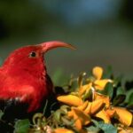 Big Island: Native Bird Watching & Hiking Tour - What Makes This Tour Stand Out