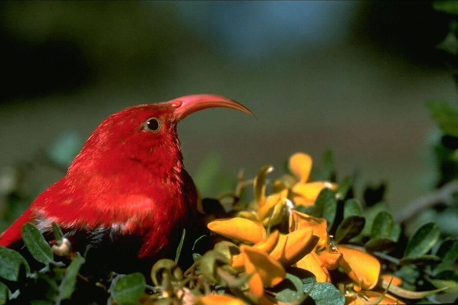 Big Island: Native Bird Watching & Hiking Tour - What Makes This Tour Stand Out