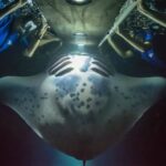 Big Island: Night Swim with Manta Ray with Hot Chocolate - The Details That Make This Tour Special