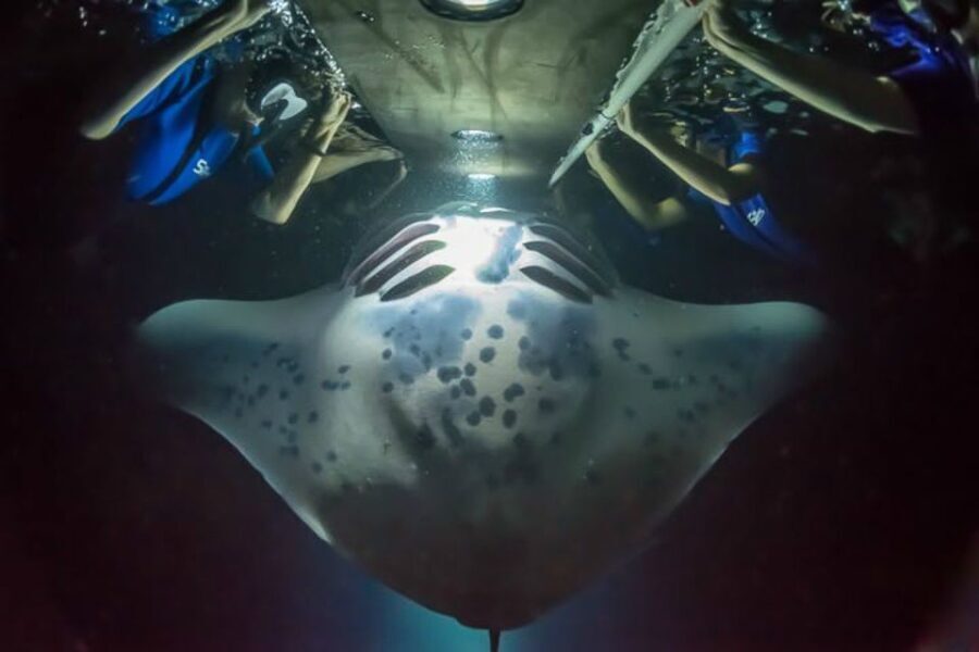 Big Island: Night Swim with Manta Ray with Hot Chocolate - The Details That Make This Tour Special