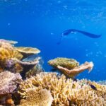 Big Island: Snorkel with Manta Rays - Manta Guarantee - The Itinerary and What to Expect