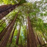 Big Sur: Sightseeing Tour with 4 to 5 Stops - Final Thoughts: Is This Tour Worth It?