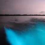 Bioluminescent Night Tour - The Full Experience: What to Expect from the Tour