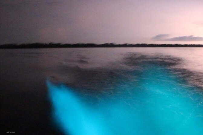 Bioluminescent Night Tour - The Full Experience: What to Expect from the Tour