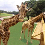 Bioparque Estrella Safari Experience Ticket - What is Included and What to Consider