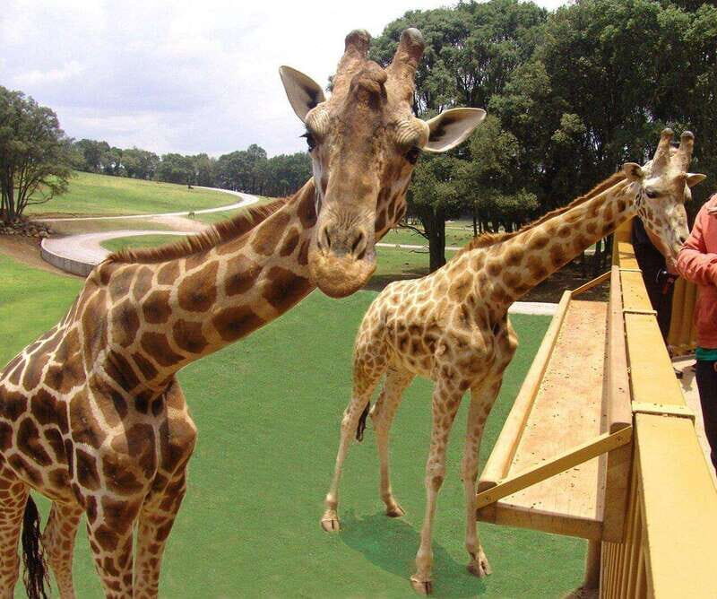 Bioparque Estrella Safari Experience Ticket - What is Included and What to Consider