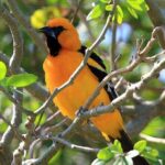 Bird watching ecofriendly tour from Cancun & Riviera Maya - Why This Tour Offers Value