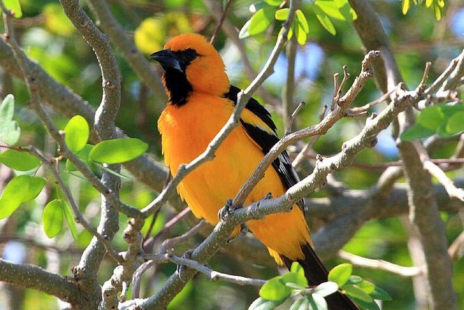 Bird watching ecofriendly tour from Cancun & Riviera Maya - Why This Tour Offers Value