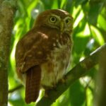 Bird Watching in Sian Ka´an Muyil - Sian Ka´an Biosphere Reserve: The Natural Heart