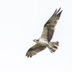 Bird Watching Mazatlán - Birding Tour - Breakdown of the Itinerary