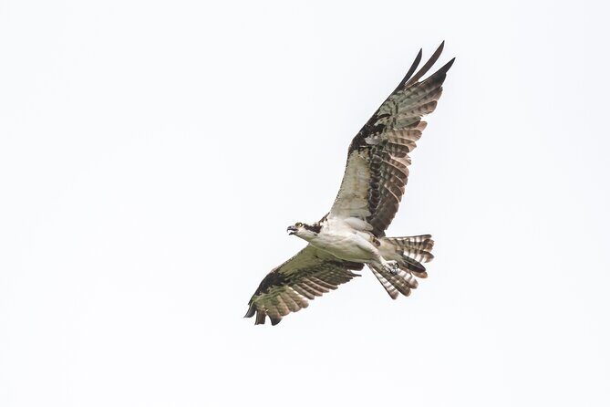 Bird Watching Mazatlán - Birding Tour - Breakdown of the Itinerary
