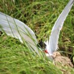 Birding By Boat on the Osprey - Frequently Asked Questions