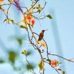 Birding for beginners - Who Is This Tour Best For?