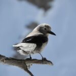 Birding Hike and Hot Spring Soak from Denver - An In-Depth Look at the Itinerary