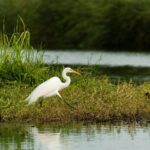 Birding San Jose Estuary Los Cabos Mexico - An In-Depth Look at the San Jose Estuary Birding Tour