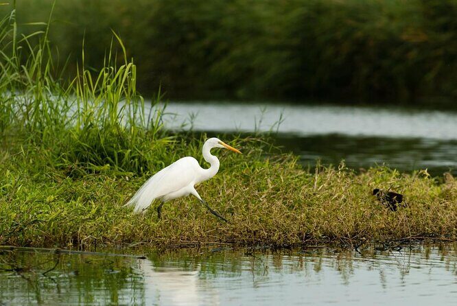 Birding San Jose Estuary Los Cabos Mexico - An In-Depth Look at the San Jose Estuary Birding Tour