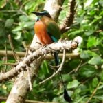 Birds of the Mayan World 1 - Who Would Love This Tour?