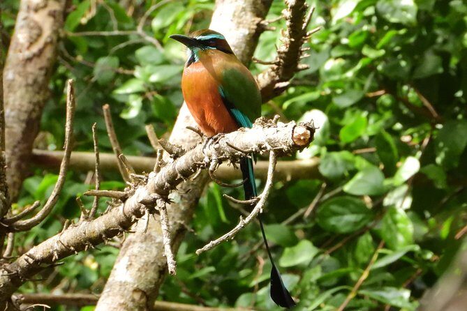 Birds of the Mayan World 1 - Who Would Love This Tour?