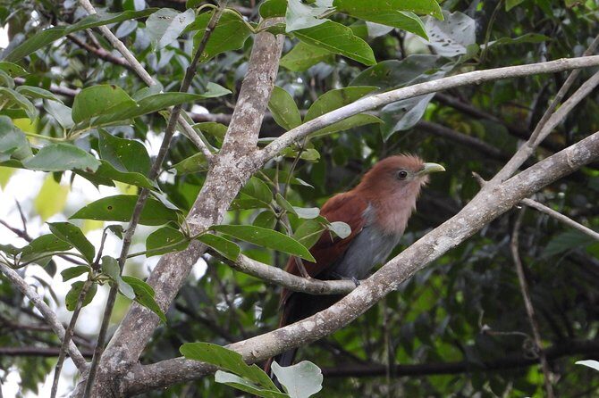 Birds of the Mayan World 2 / Route of the cenotes - Who Will Love This Tour?
