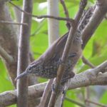 Birds of the Mayan World 3 - The Practical Aspects: Price, Duration, and Logistics
